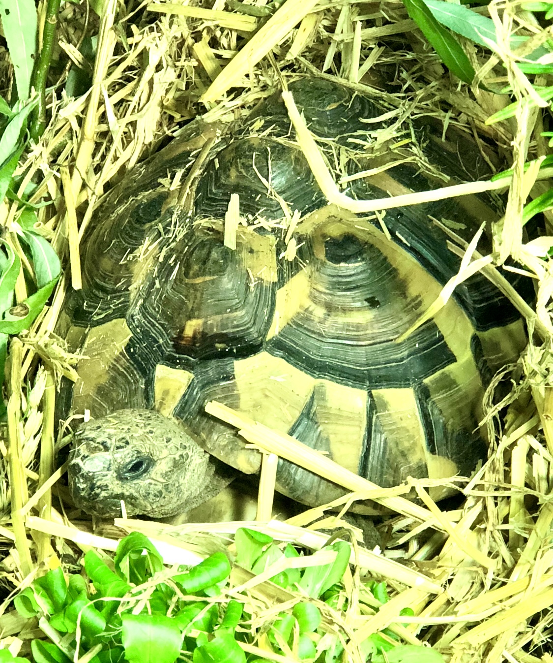 The controlled hibernation of European Tortoises in the refrigerator ...
