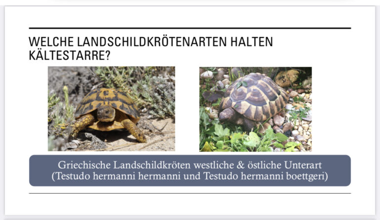 Was ist eigentlich Kältestarre? - Taschendinos